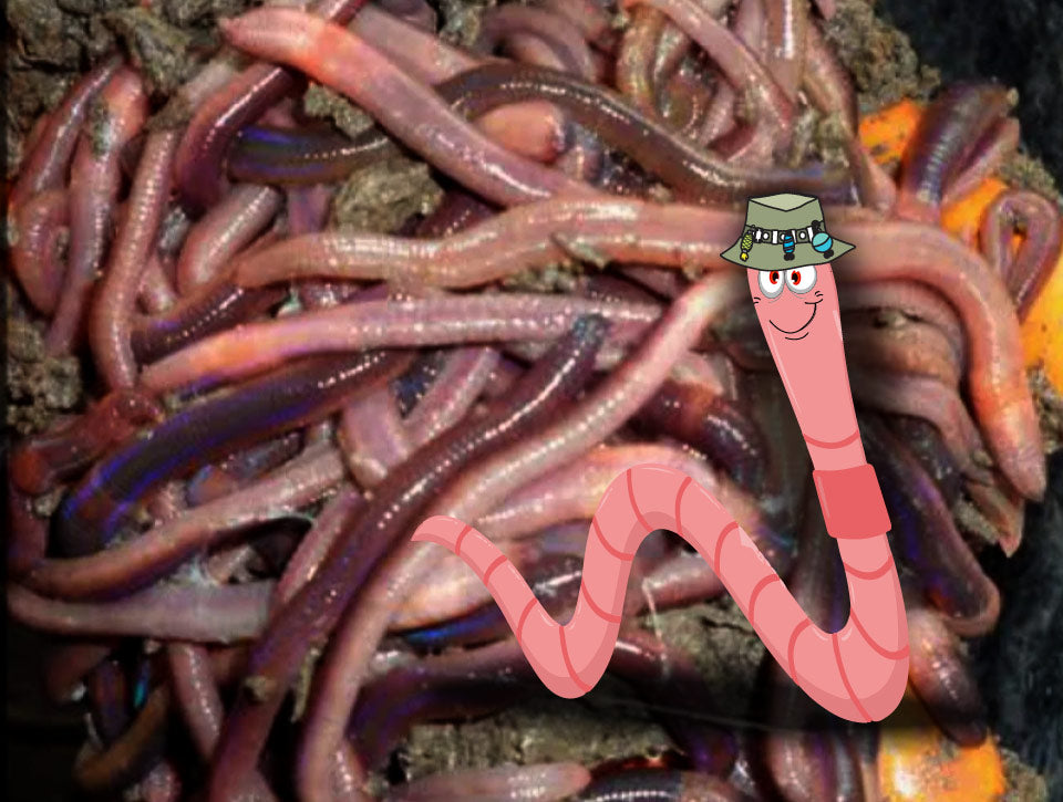 Sunshine Coast Bait Worms (nightcrawlers) – Wurtulla Worms